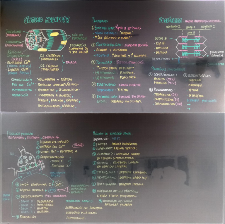 Anatomia Vlep Semana4 | PDF