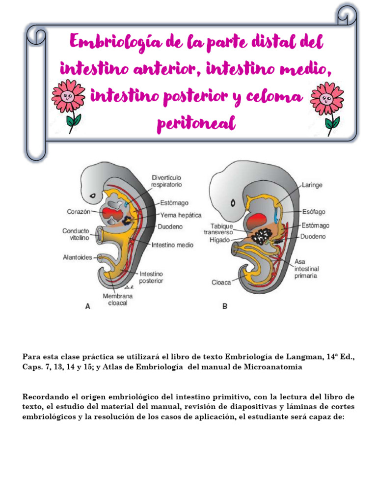 9 - Lab 9 INTESTINO | PDF | Tracto gastrointestinal | Abdomen