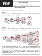 Mapa Mental Mitose e Meiose | PDF | Meiose | Mitose