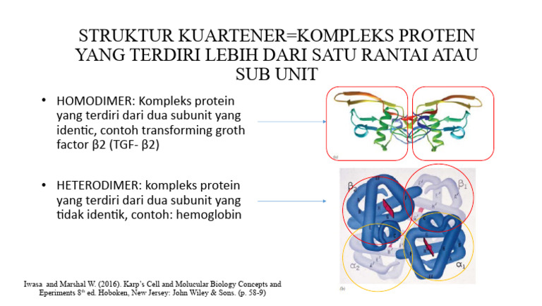 Struktur Kuarter Protein | PDF | Sains & Matematika | Agama & Spiritualitas