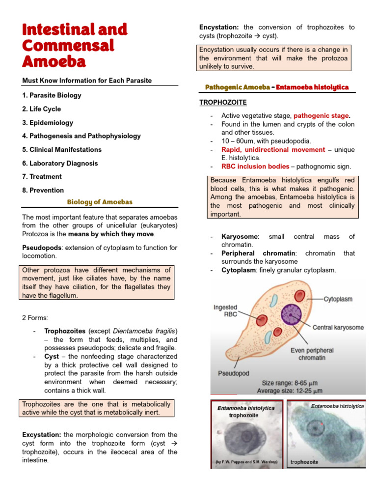 Intestinal and Commensal Amoeba | PDF | Organisms | Diseases And Disorders