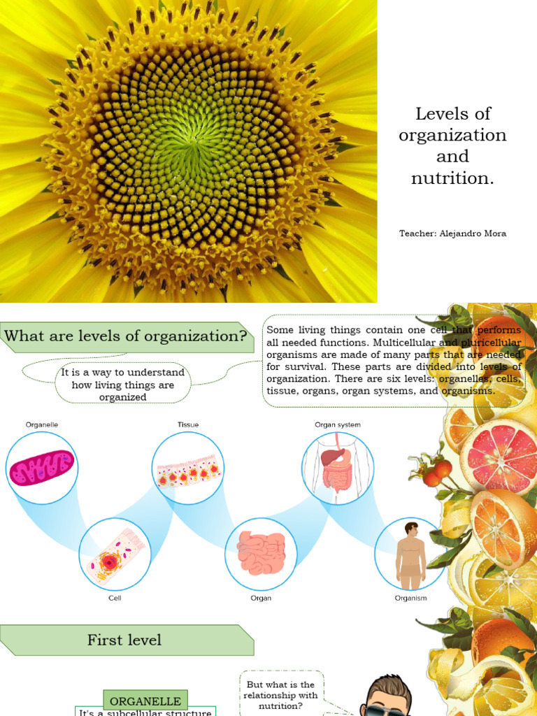Levels Organization and Nutrition | PDF | Tissue (Biology) | Cell (Biology)