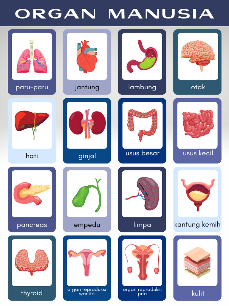 Human Organs Poster | PDF