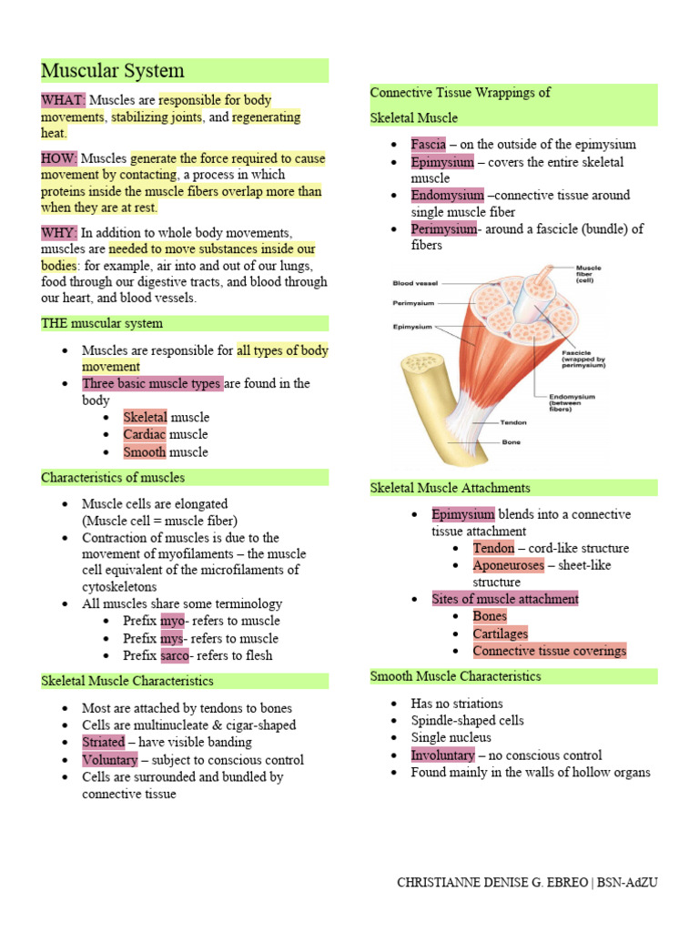 Muscular System | PDF | Skeletal Muscle | Muscle Contraction
