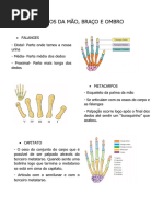 Aula 6 Ossos, Músculos, Inervação e Vascularização Do Punho e Mão | PDF ...