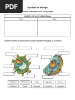 Celula Animal y Vegetal para Completar | PDF