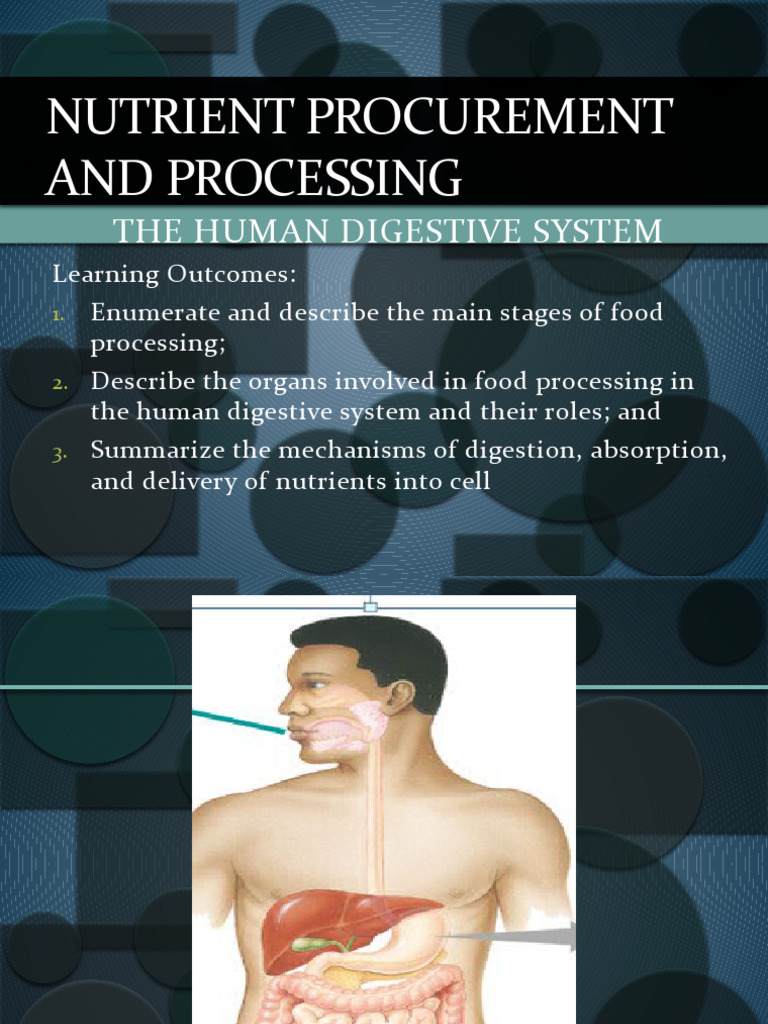 3 Human Digestion | PDF