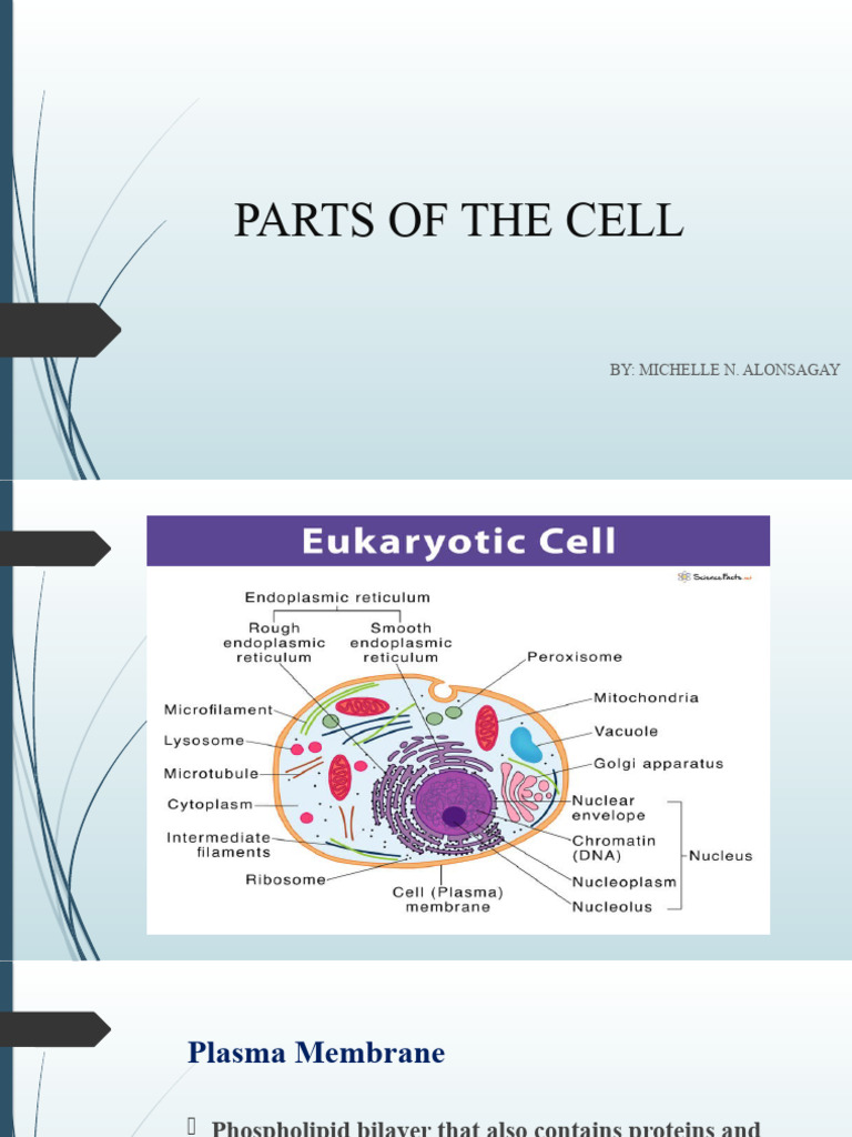 Parts of The Cell | PDF