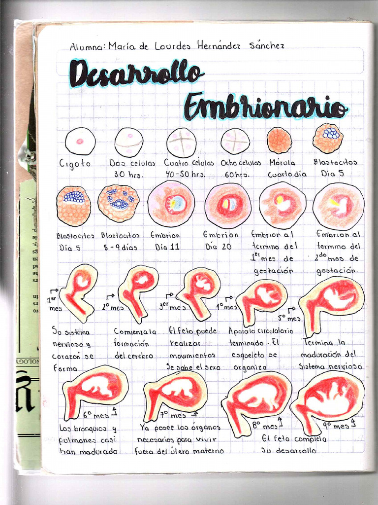 Desarrollo Embrionario | PDF