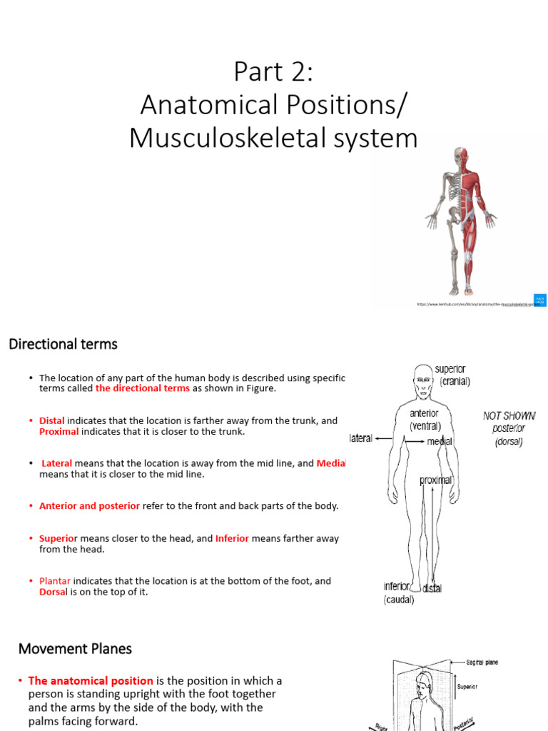 Part 2 Musculoskeletal System | PDF