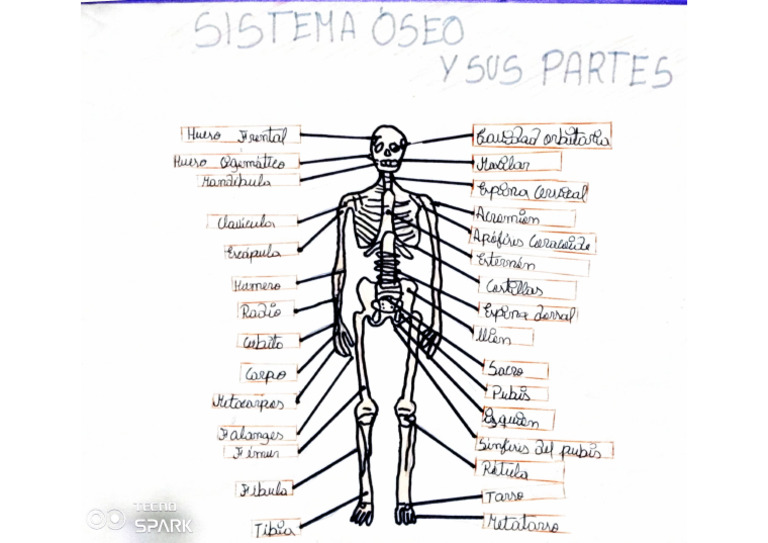 Sistema óseo Y Sus Partes Ooo Pdf