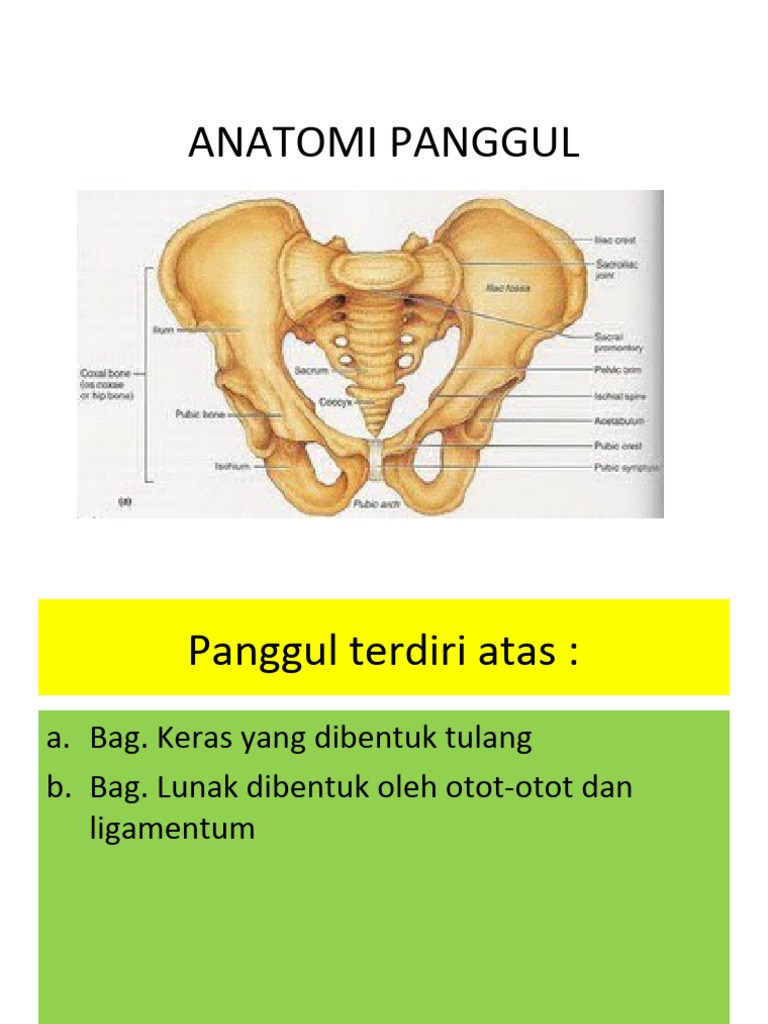 Anatomi Panggul | PDF