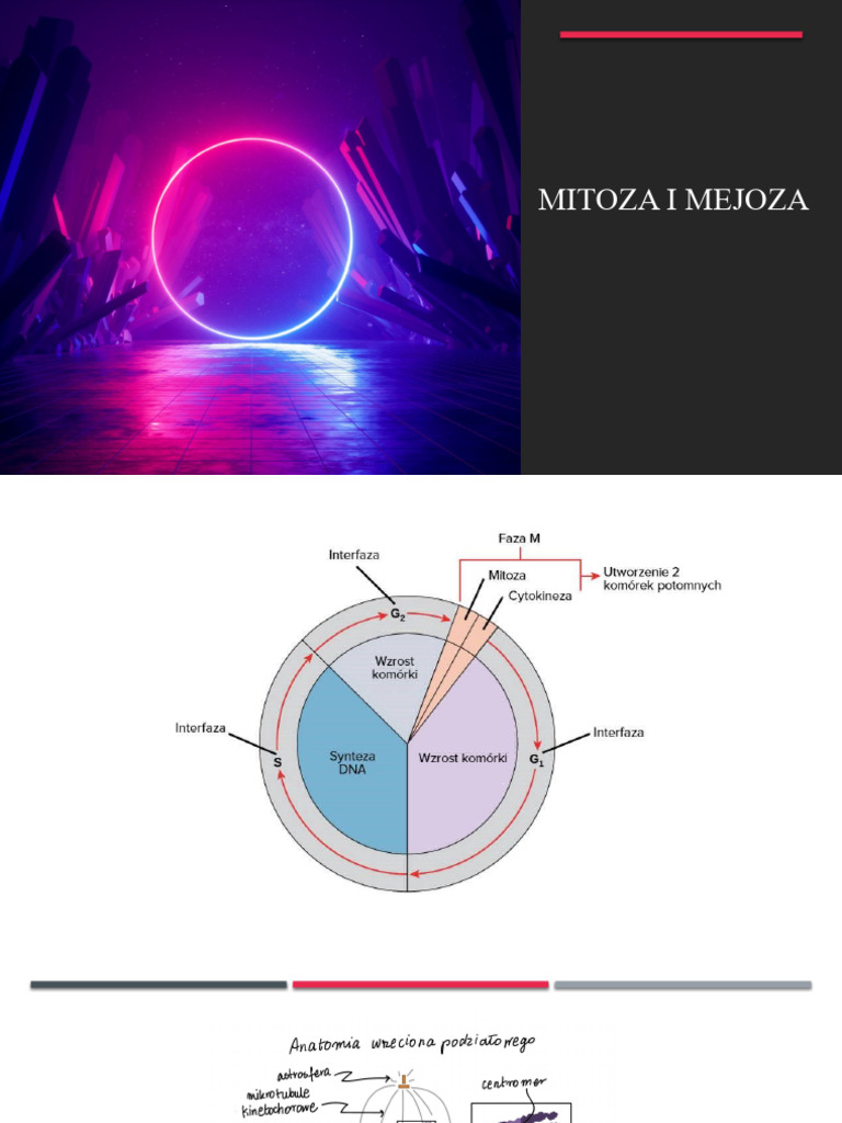 Mitoza I Mejoza | PDF