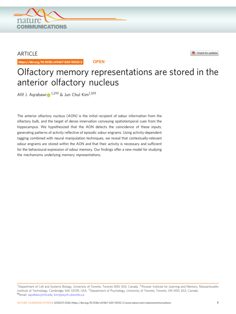 olfactory memory representatios are stored in the anterior olfacotry ...