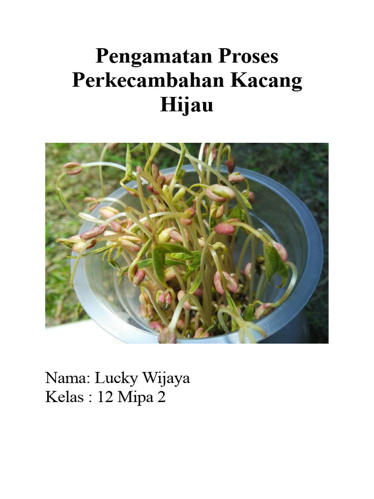 Pengamatan Perkecambahan Kacang Hijau | PDF