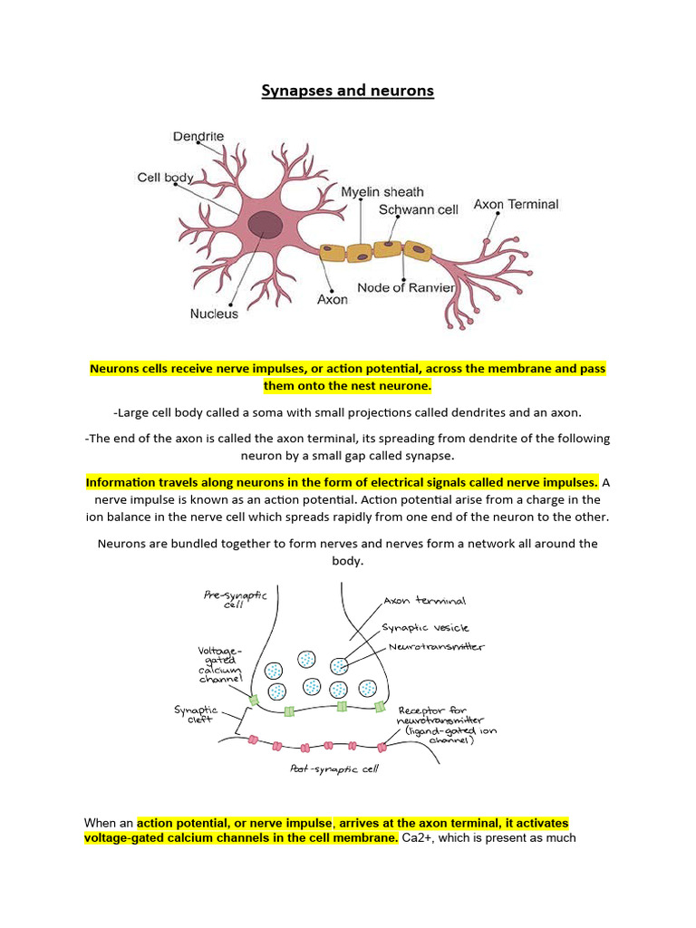 Synapses and Neurons | PDF