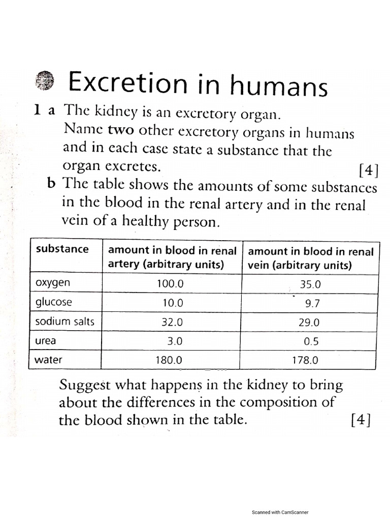 Human Excretion 2606 Igcse | PDF