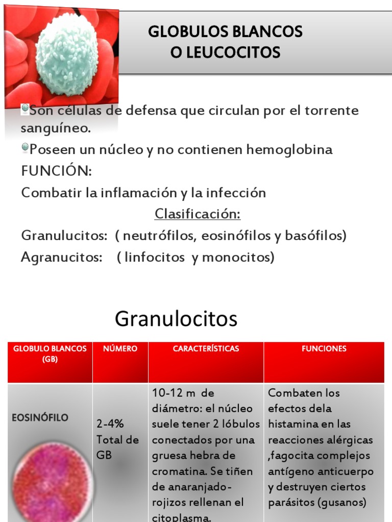 Globulos Blancos | PDF | Leucocito | Sangre