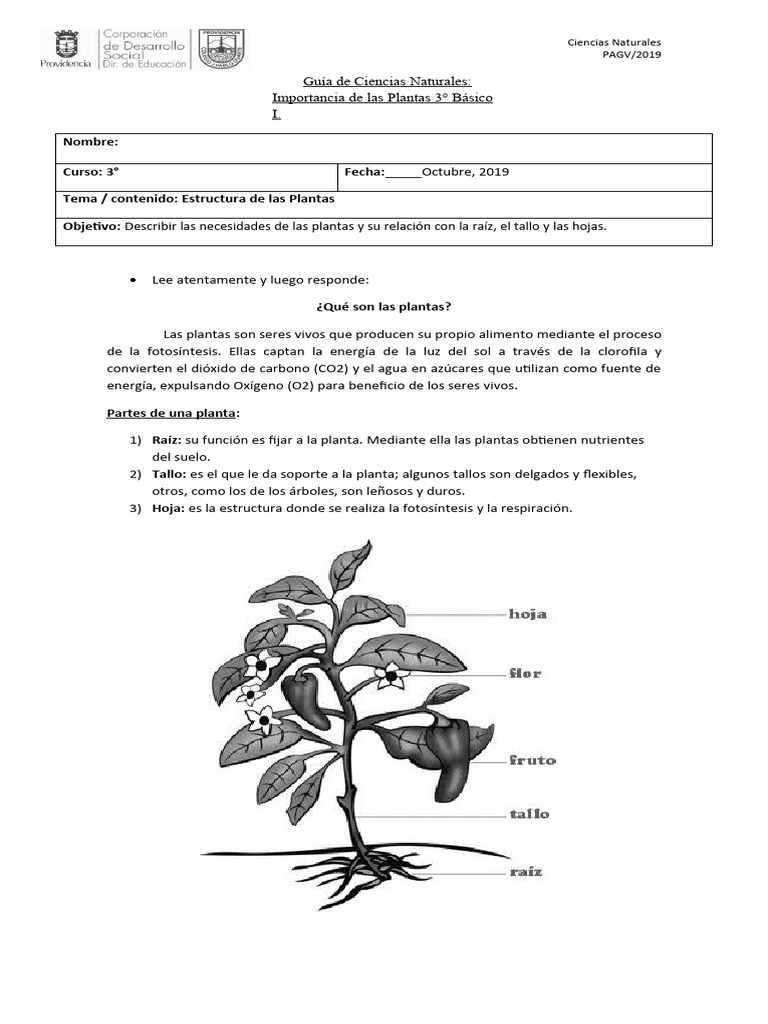 CIENCIAS Las Plantas | PDF