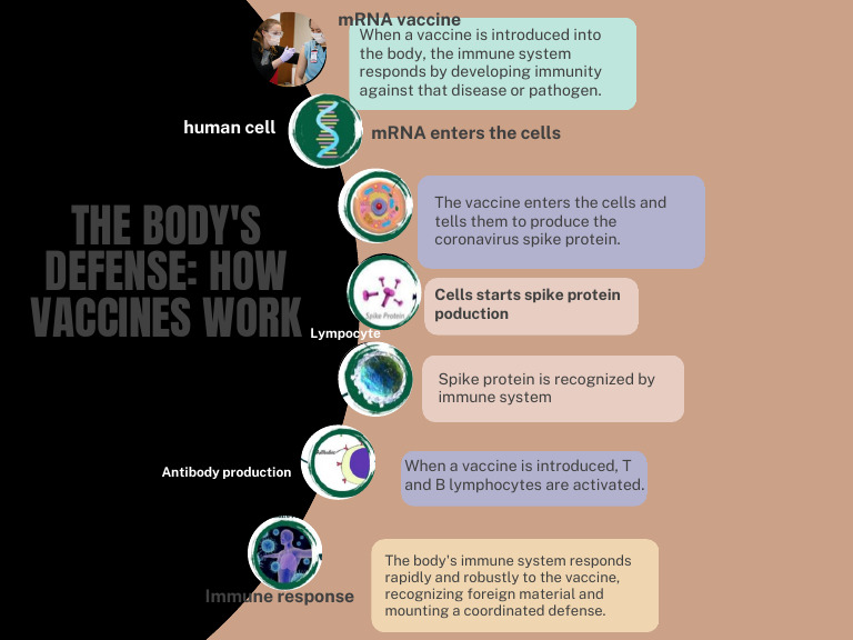 Immune Response | PDF