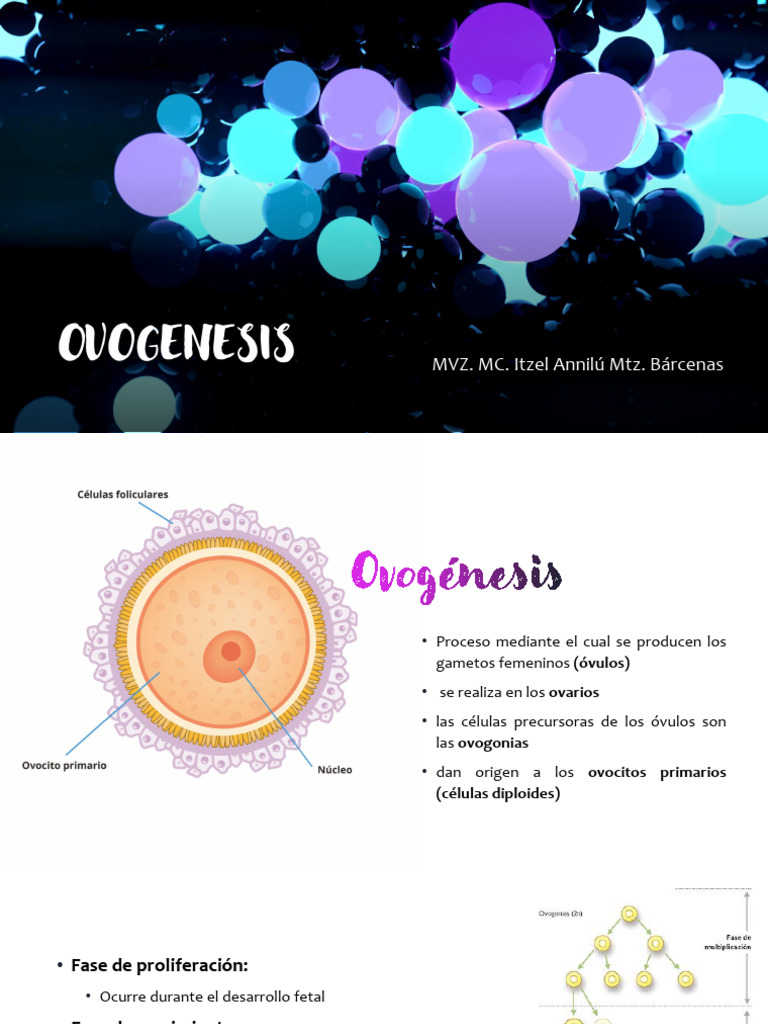 Ovogénesis: Proceso y Fases Clave | PDF