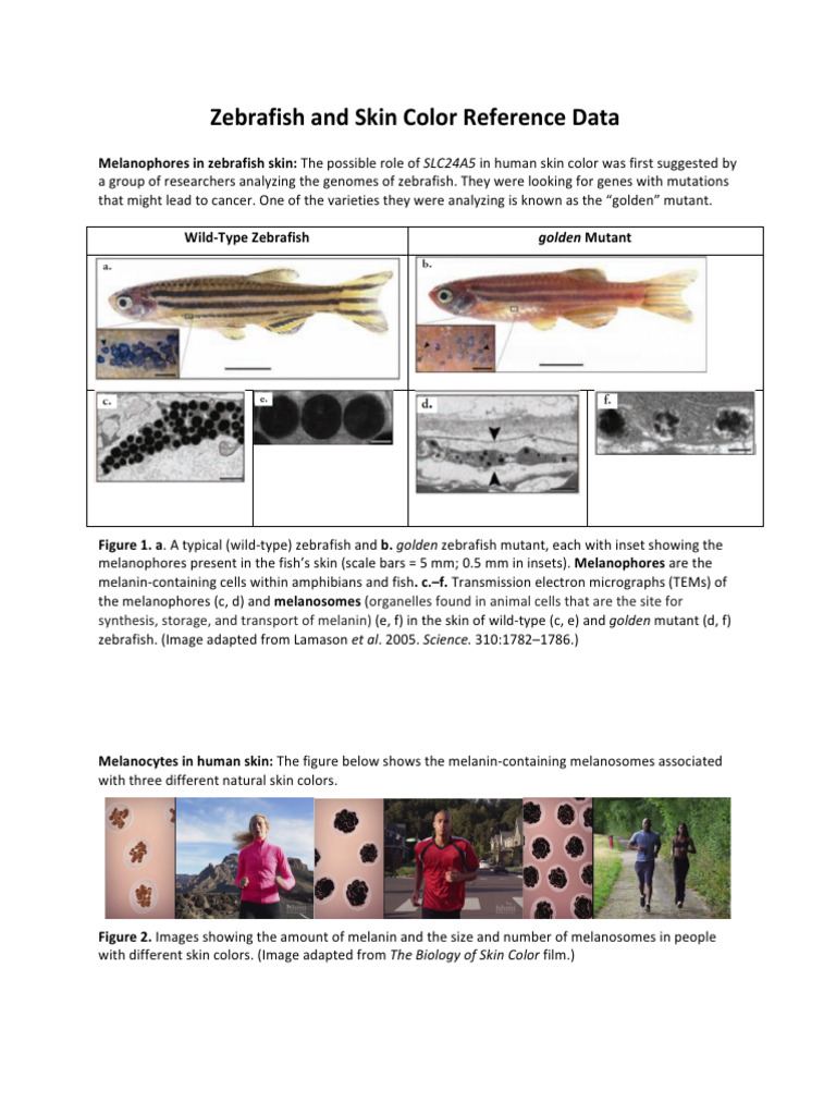 Zebrafish SLC24A5 and Human Skin Color | PDF | Gene | Mutation