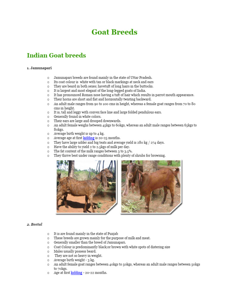 Goat and Lamb | PDF | Goat | Domesticated Animals