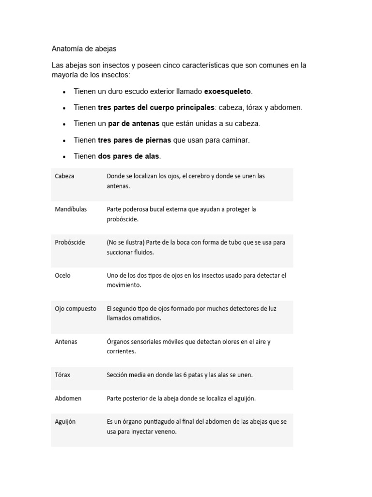 Anatomía de Abejas | PDF | Insectos | Corazón