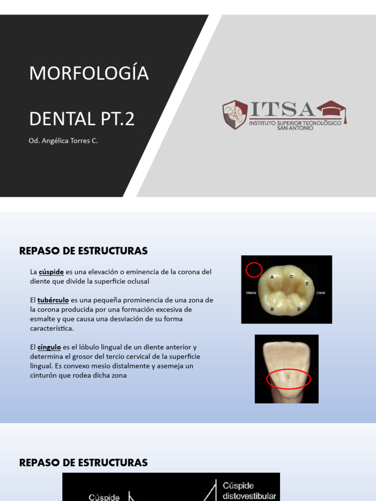 Morfologia Dental Clase 2 | PDF | Anatomia dental | Diente