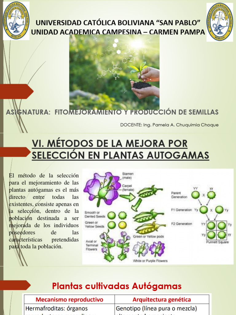 Fitomejoramiento - Clases MET. PLANTAS AUTOGAMAS | Descargar gratis PDF ... Fitomejoramiento - Clases MET. PLANTAS AUTOGAMAS | Descargar gratis PDF ...
