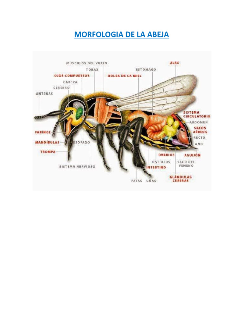 Anatomia y Morfologia de Las Abejas Apis Meliferas | PDF