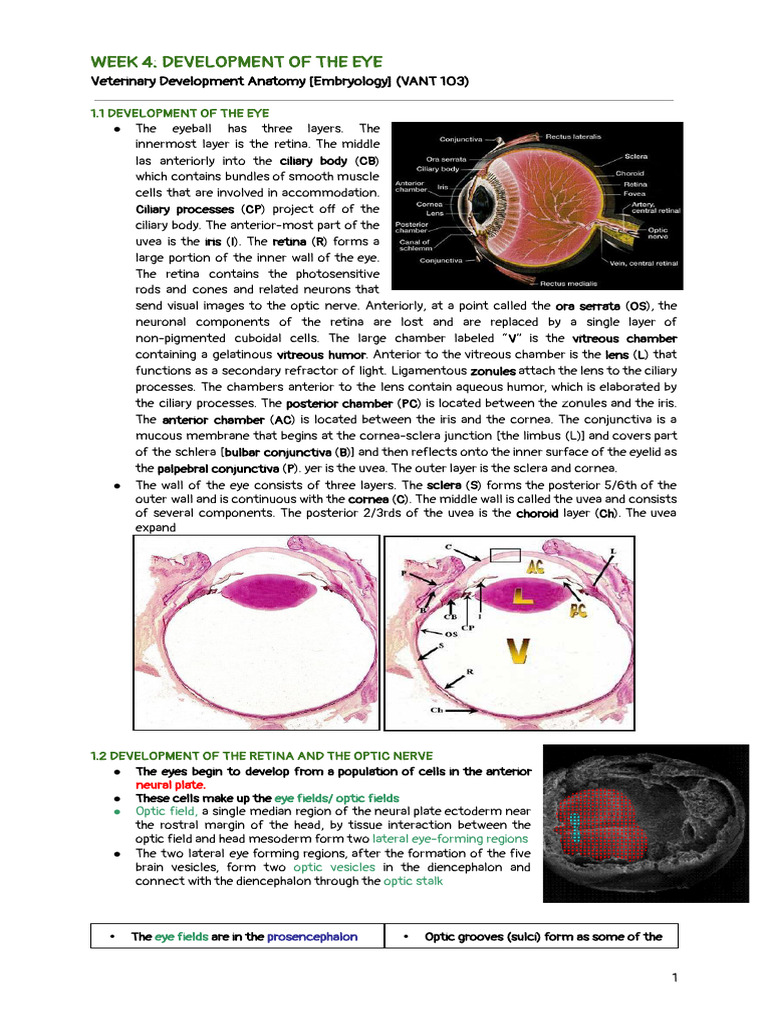 Eye Development and Lens Formation | PDF | Home & Garden