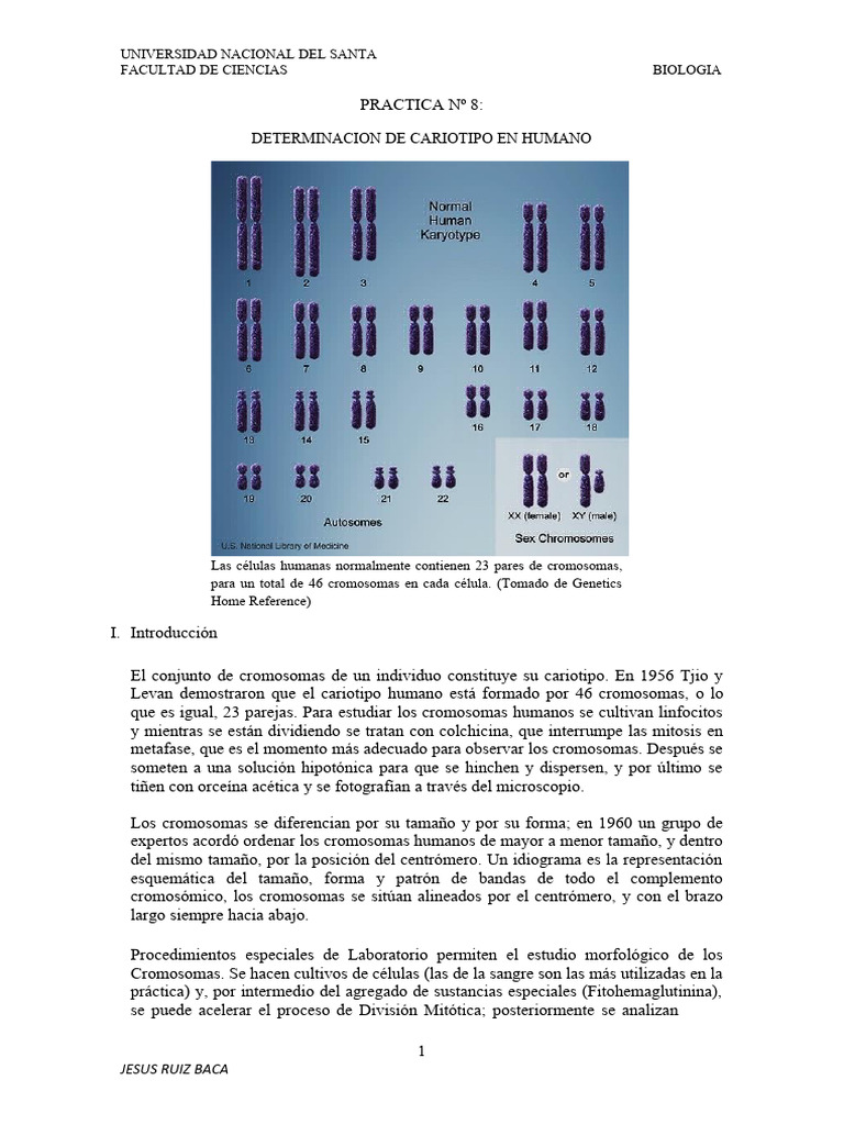 Informe 08 | PDF | Mitosis | Cromosoma