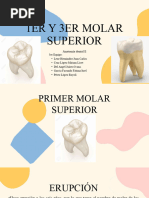 Canino Temporal Superior | PDF | Anatomia dental | Diente