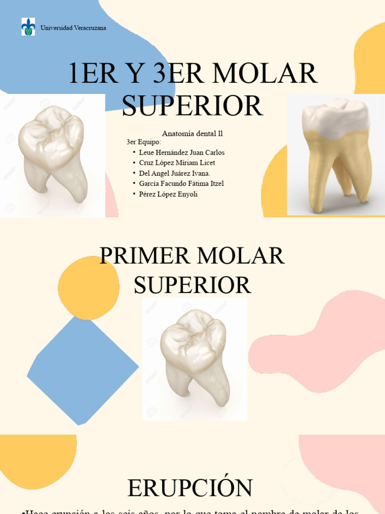 1er y 3er Molar Superior | PDF | Ramas de Odontología | Diente