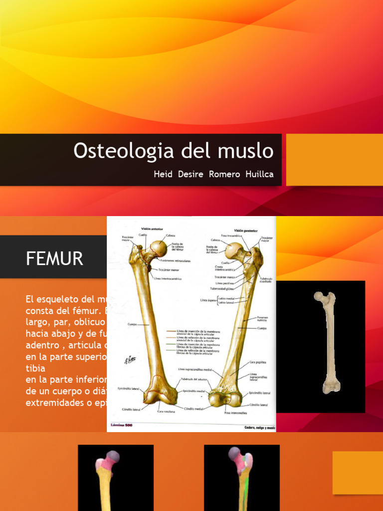 Osteologia Del Muslo-ANATOMIA | PDF