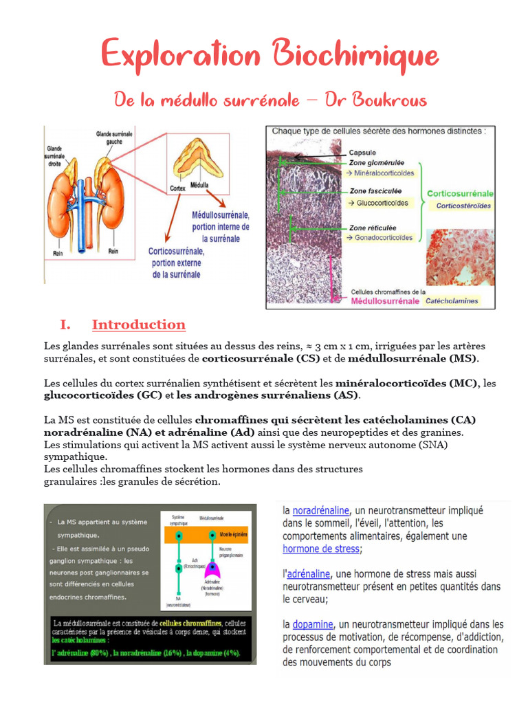 Médullo Surrénale | PDF