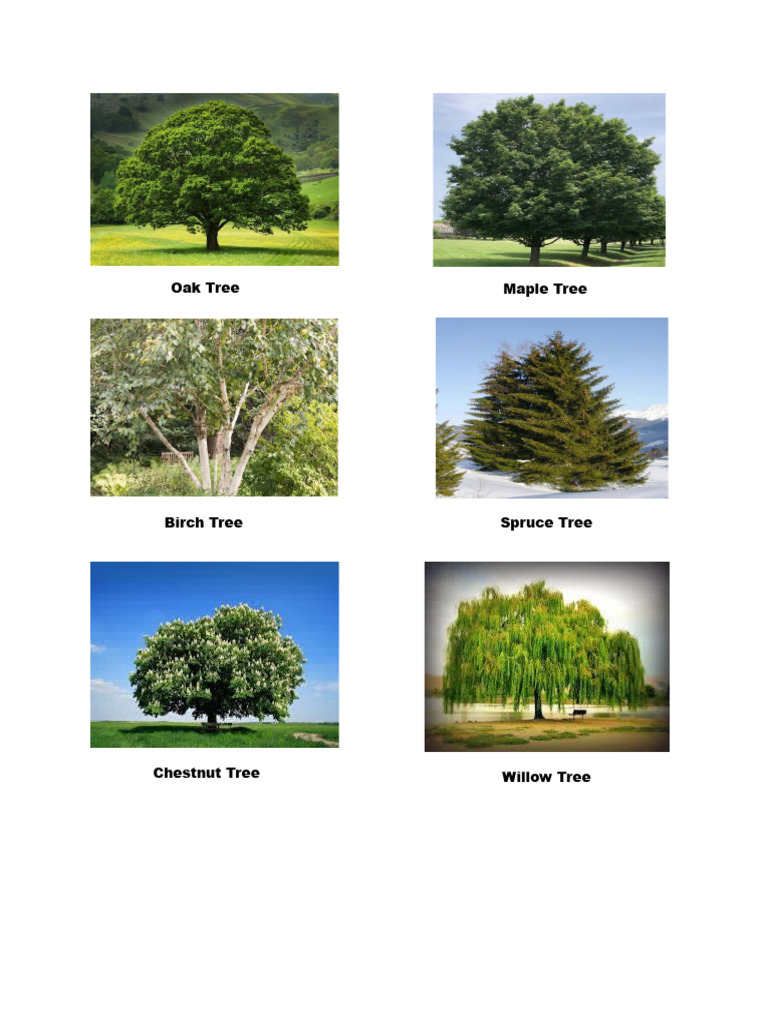 Types of Trees | PDF