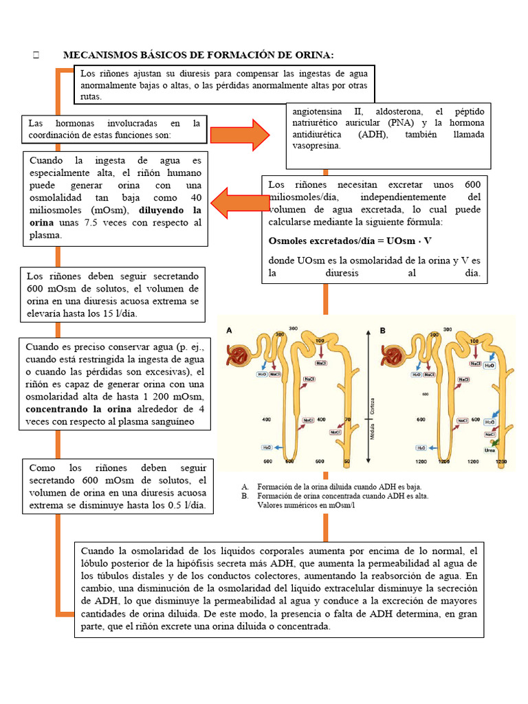 Mecanismos Básicos de Formación de Orina | PDF