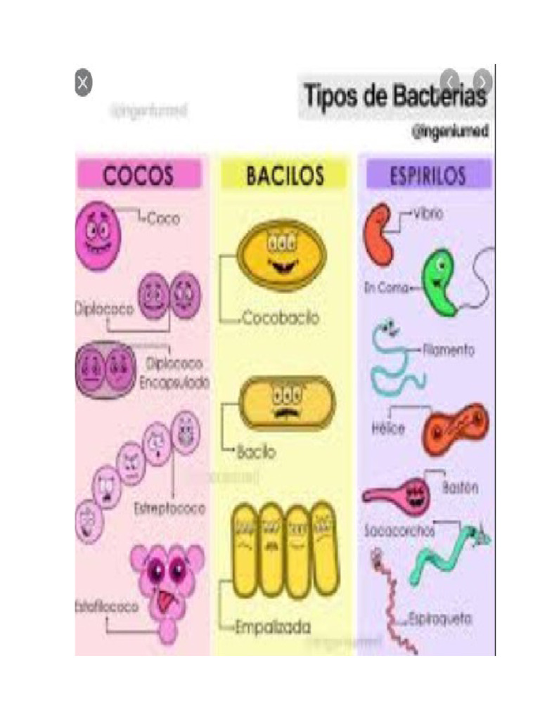 Tipos de Bacterias | PDF