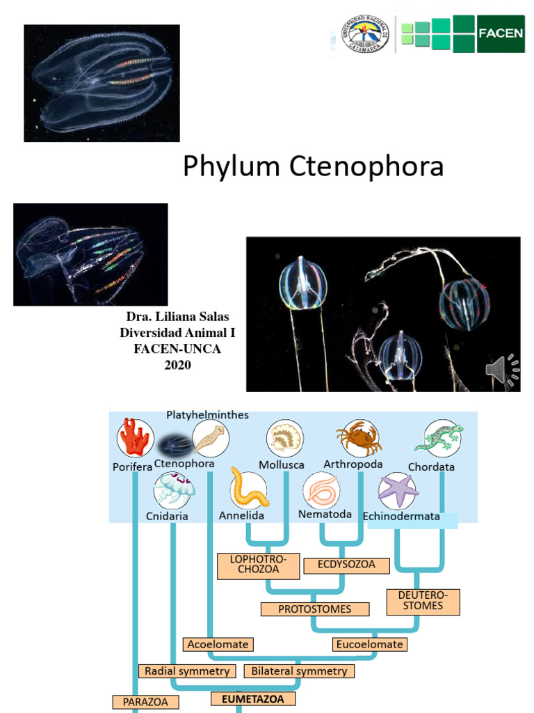 2 Phylum Ctenophora | PDF