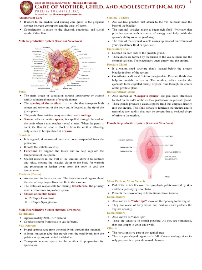 MCN LEC (Prelims) | PDF | Menstrual Cycle | Fetus