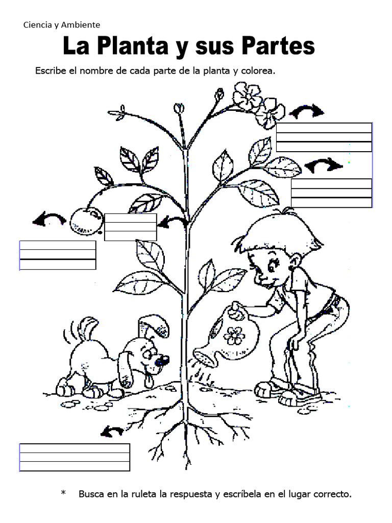 Ficha de La Planta y Sus Partes para Primaria | PDF