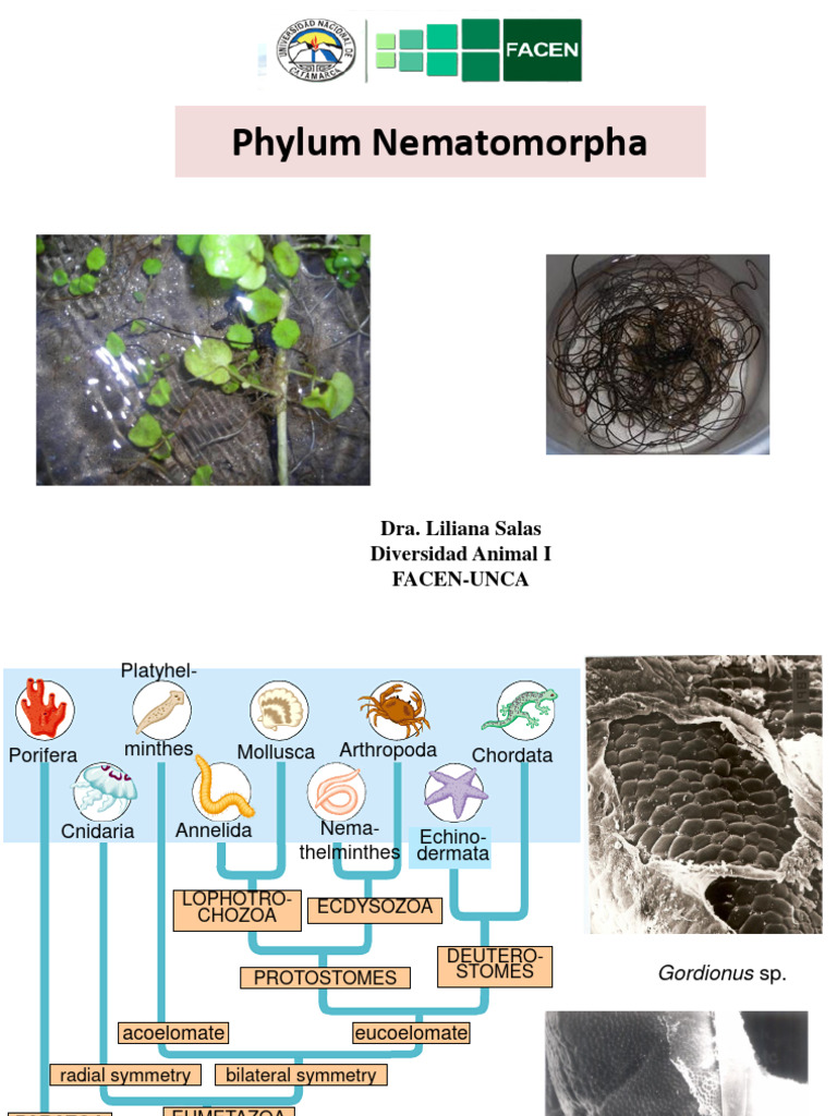 Phylum Nematomorpha | PDF | Eucariotas | Taxa