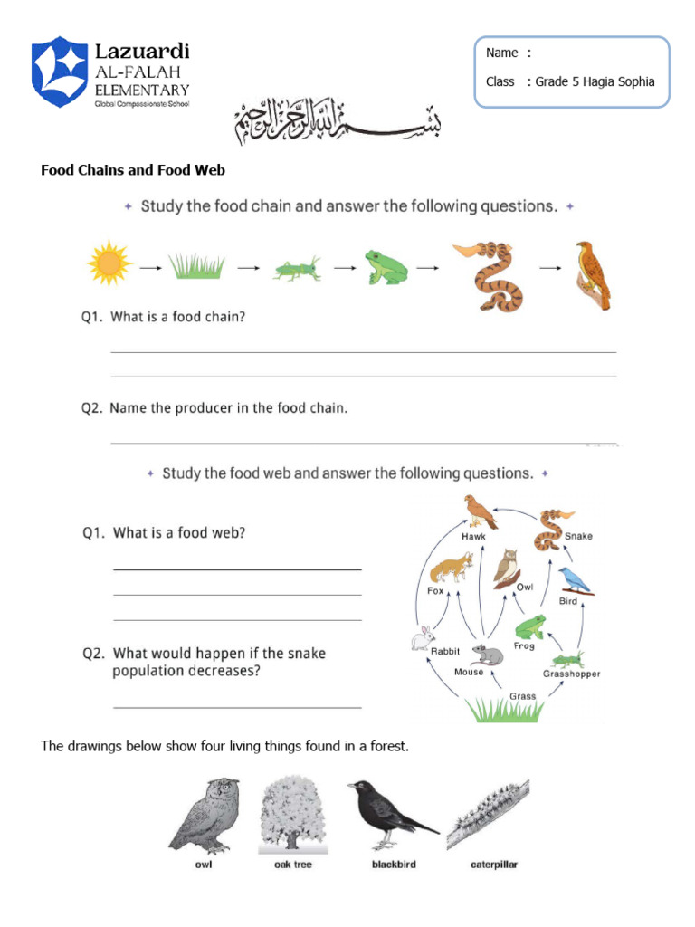 Grade 5 Forest Food Chains Quiz | PDF