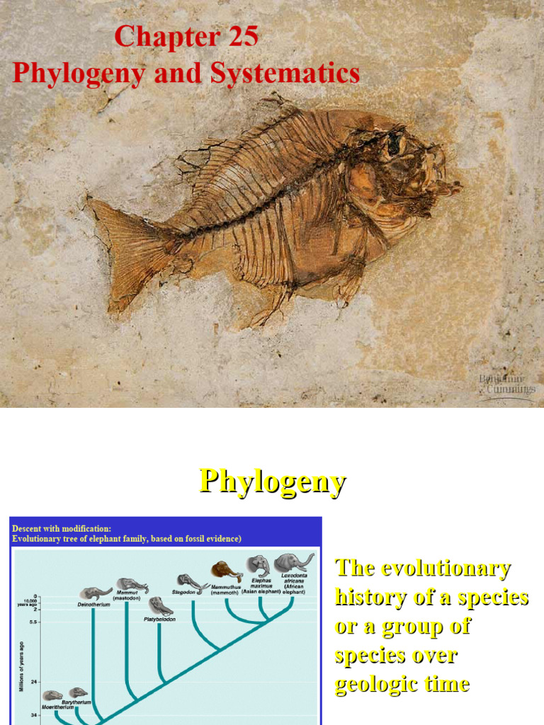 Evolutionary Tree of Species 1-9 | PDF | Taxonomy (Biology) | Fossil