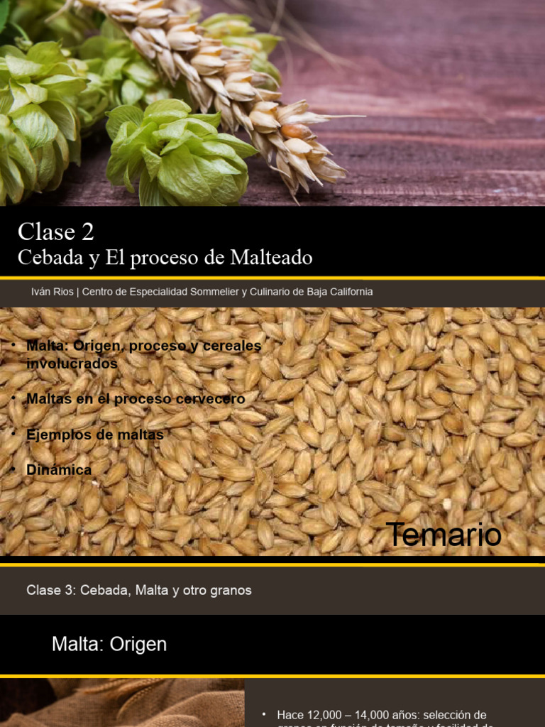 Proceso de Malteado de Cebada | PDF | Cerveza | Cereales