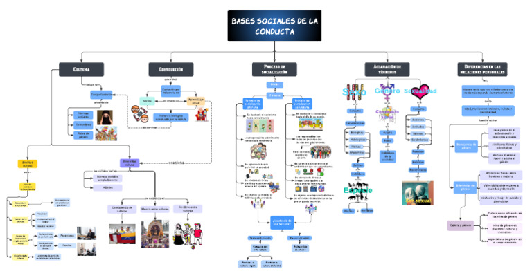 Mapa Conceptual - Bases Sociales Del Comportamiento | PDF | Género | Estudios de género