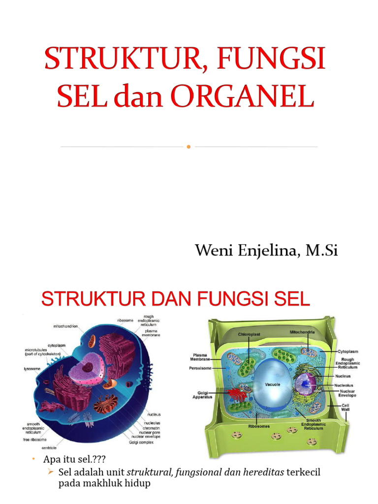 Struktur Dan Fungsi Dari Sel | PDF