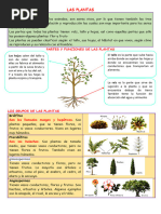 Nuevo Lapbook Plantas | PDF | Tallo de la planta | Plantas